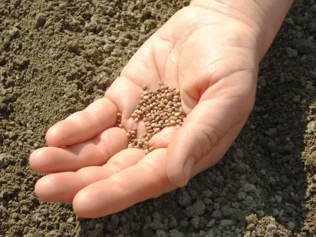 Kupanda mbegu ya radish katika udongo katika spring.