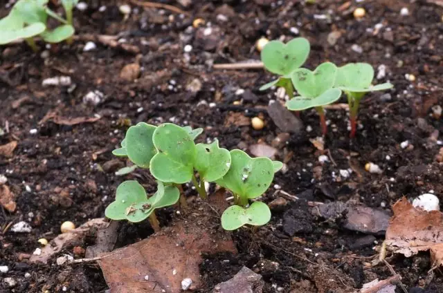 សំណាបនៃ radish