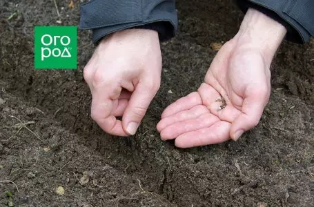 Siembra: Qué hacer si las zanahorias se subieron en noviembre.