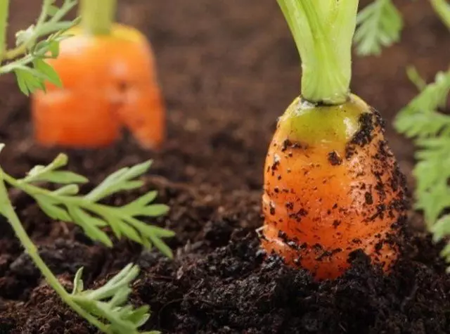 Las zanahorias con una parte superior de verde del feto no son peligrosas, sino que también no tiene un sabor agradable.