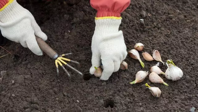 Pflanzung von Knoblauch unter dem Winter - alle Feinheiten der Pflanzung von Zähnen