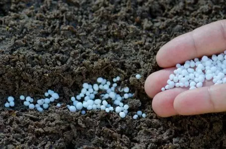 Planter de l'ail en hiver - toutes les subtilités de la plantation par des dents 869_6