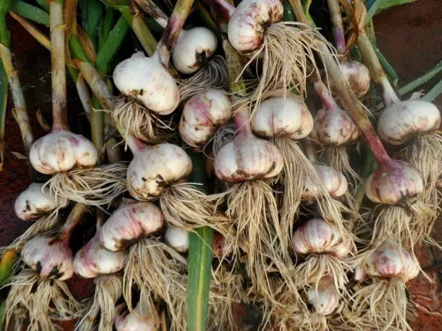 Wenn Sie Knoblauch mit Betten sauber machen und wie man es im Winter speichert