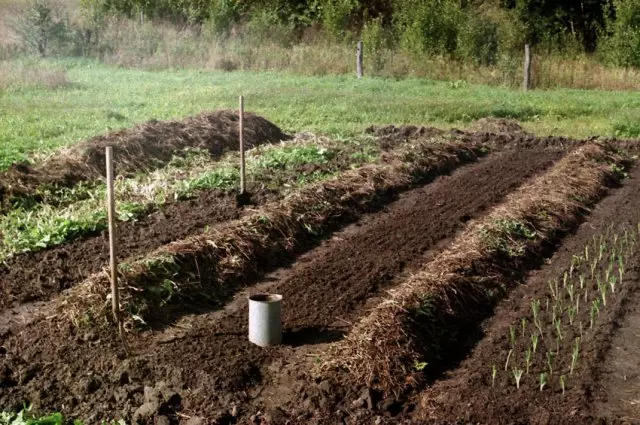 Was kann nach der Reinigung von Winterknoblauch auf den Garten gelegt werden?