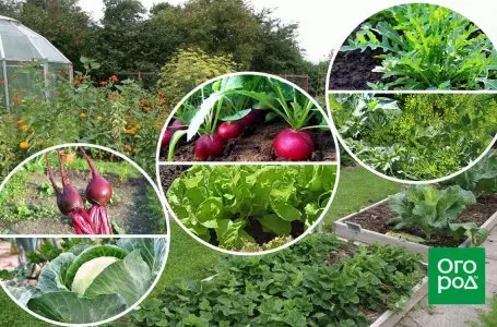 ¿Qué se puede poner en el jardín después de la limpieza del ajo de invierno? 872_13