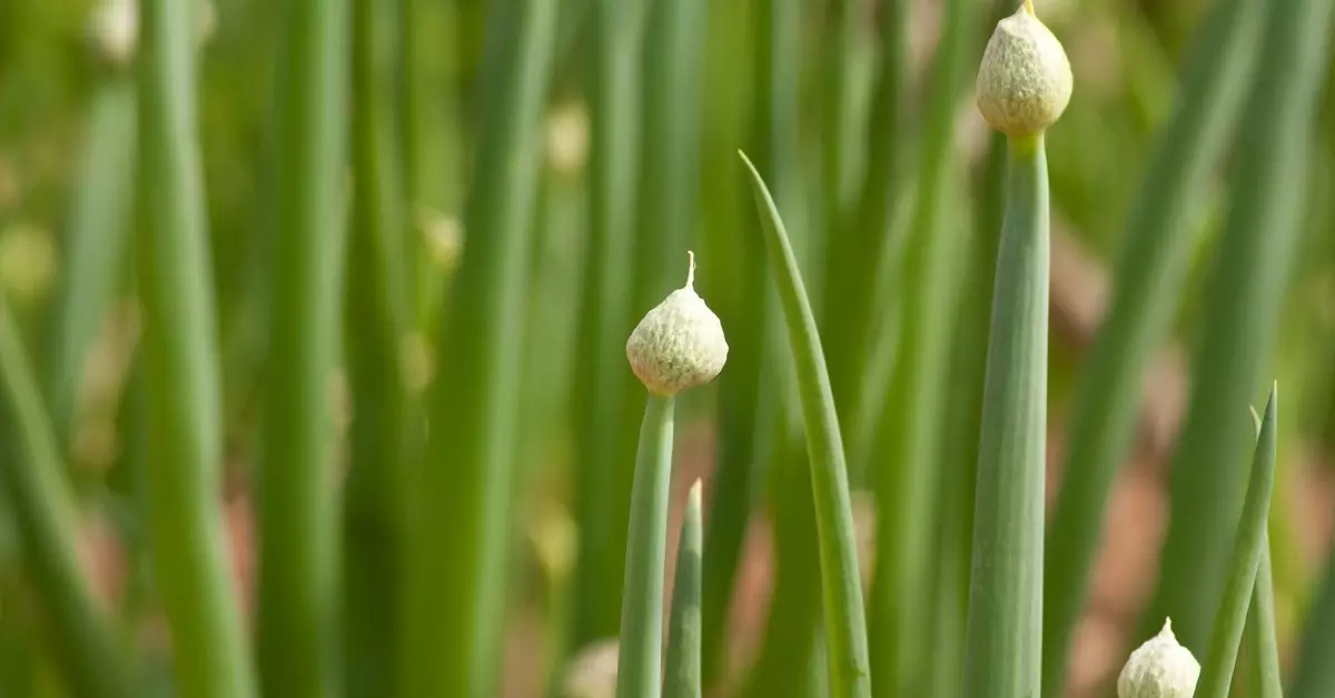 Onions çûn tîrê: çi bikin?