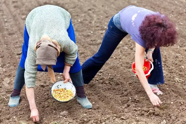 Froulju planten Luk