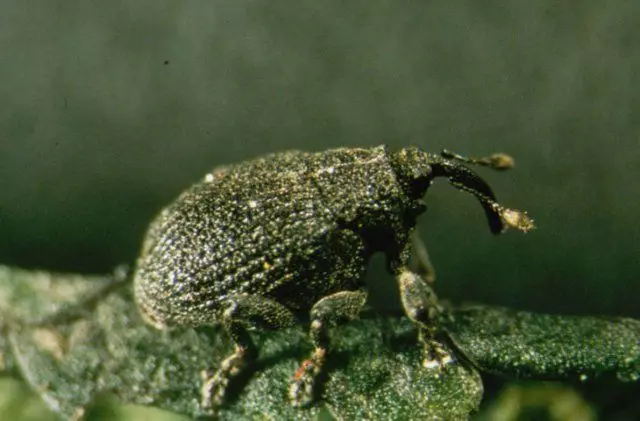 Izwi eliphansi elicashile (weevil)