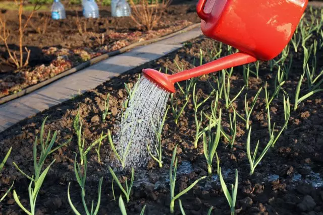 Watering garlic