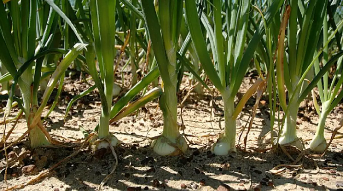 Carenza di azoto a Luka