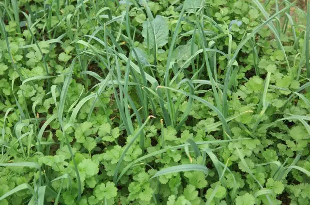 Knoblauch in der Nähe von Grünen.