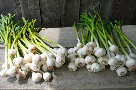 What can be planted next to garlic - choose the right neighbors in the garden 877_14