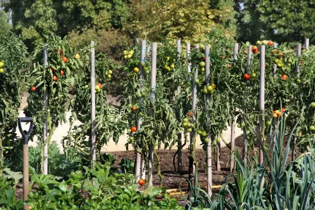 Tomaten neben Knoblauch