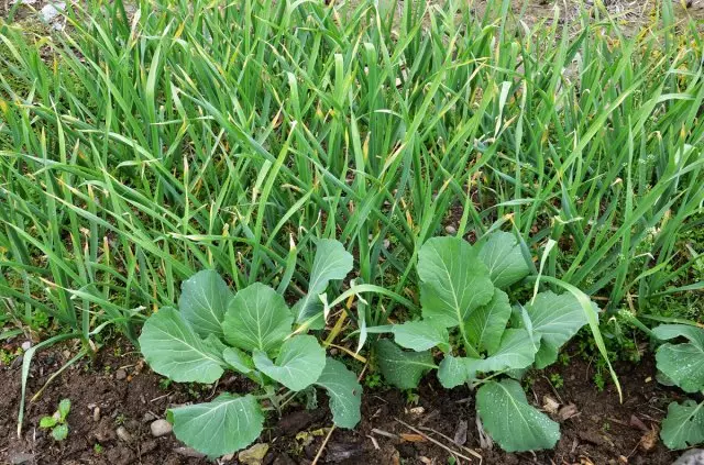 Garlic next to cabbage