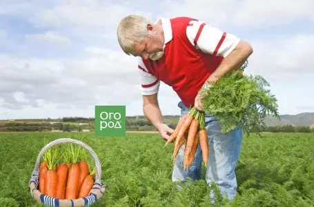 O que pode ser plantado ao lado do alho - escolha os vizinhos certos no jardim 877_7