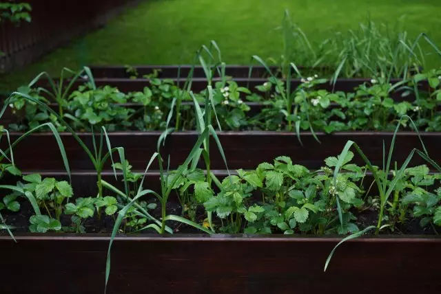 Is it possible to plant garlic next to strawberries