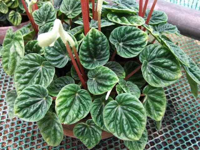 Peperomia