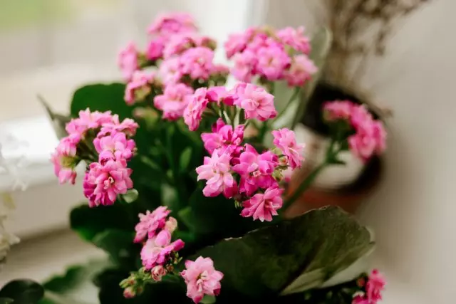 Kalanchoe