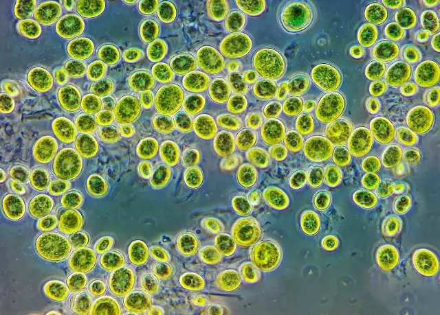 Chlorella - mitos dan kebenaran tentang yang baru