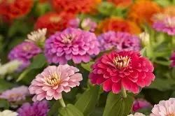 Zinniya