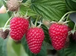 Raspberries