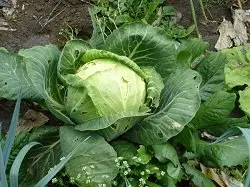 White Cabbage