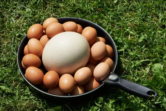 Chicken Eggs en ostrich aai