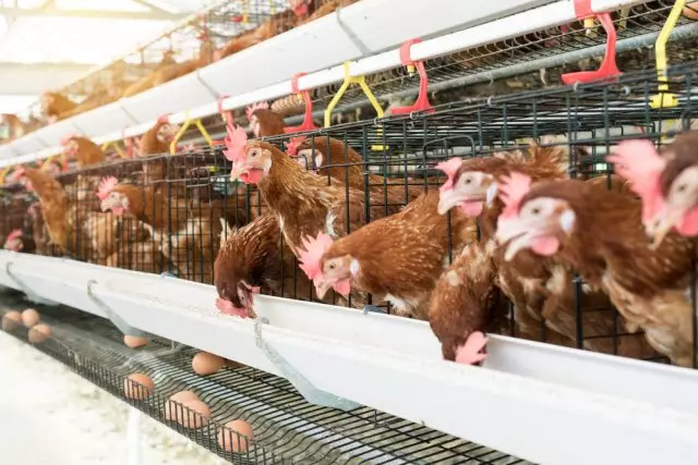 Exploração agrícola de aves