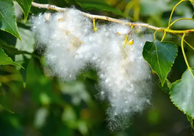 Poplar fluff on the branch among green leaves