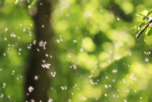 lots of white fluffy seeds, poplar circling the Park in the spring and exploding in the air far