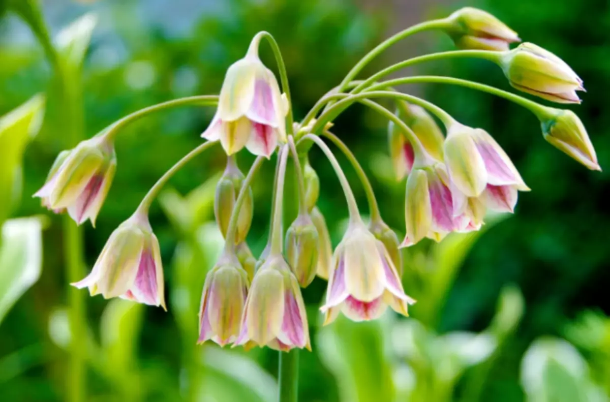 Alium siculum.