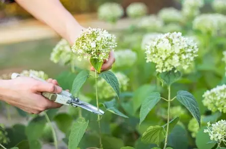 Crear unha fronteira floral para axudantes alados segundo o esquema 8837_31