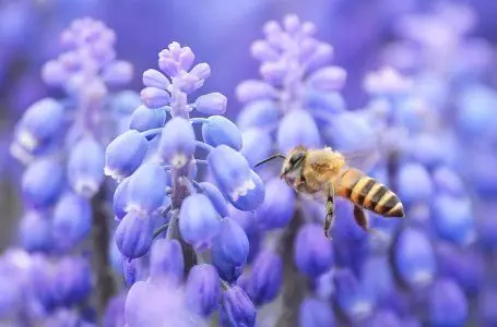 Δημιουργήστε ένα floral σύνορο για τους φτερωτούς βοηθούς σύμφωνα με το σχέδιο 8837_6