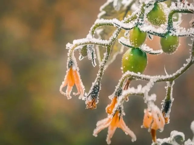 Gwanwyn oer: Ar ba dymheredd, mae tomatos yn marw