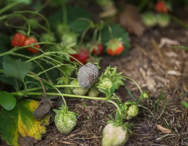 Grey replerry strawberi.