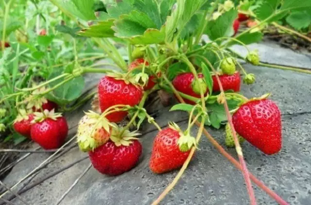 Bio-Fobstience para sa mga strawberry.