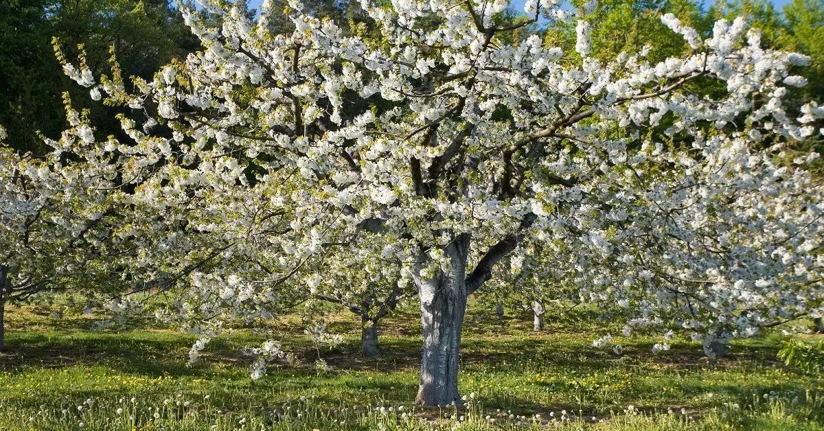 ຈະເປັນແນວໃດຖ້າດອກໄມ້ cherry ດີ, ແຕ່ບໍ່ແມ່ນຫມາກ?