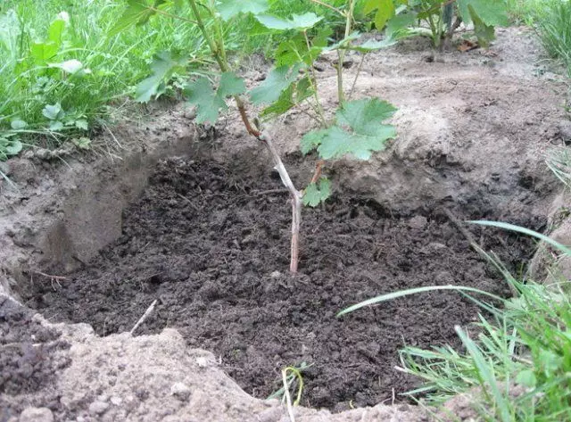 Landing Grapes.