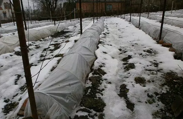 Stentore dell'uva per l'inverno