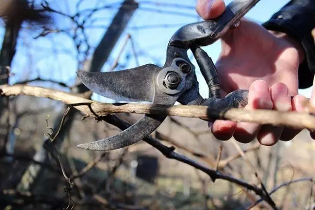 Pruning vínber