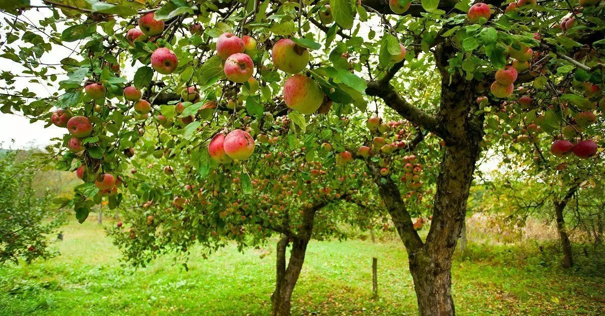 Γιατί το μήλο είναι φρούτα σε ένα χρόνο - όλοι οι πιθανοί λόγοι