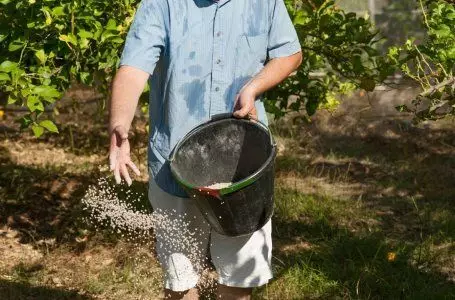 Niyə alma ağacı bir ildə meyvədir - bütün mümkün səbəblər 8848_12