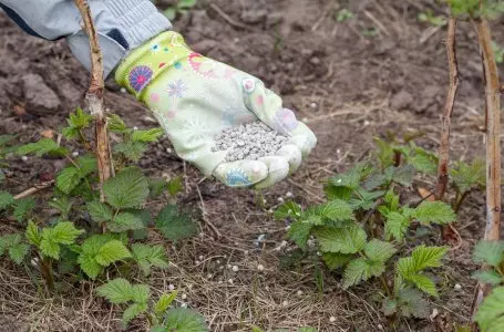 Niyə alma ağacı bir ildə meyvədir - bütün mümkün səbəblər 8848_13