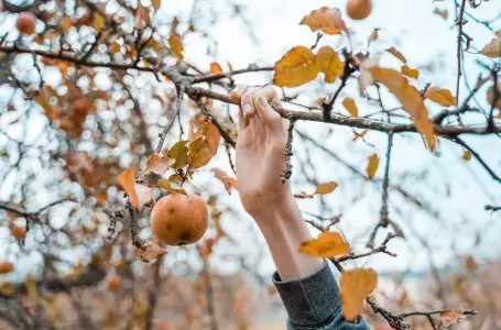 Perché l'albero di melo è frutto in un anno - tutte le possibili ragioni 8848_15