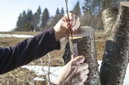 Perché l'albero di melo è frutto in un anno - tutte le possibili ragioni 8848_4