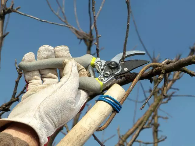 Tagliare gli alberi