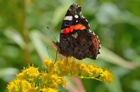 Hyugga: how to bring cozy Danish happiness in your garden 8849_26