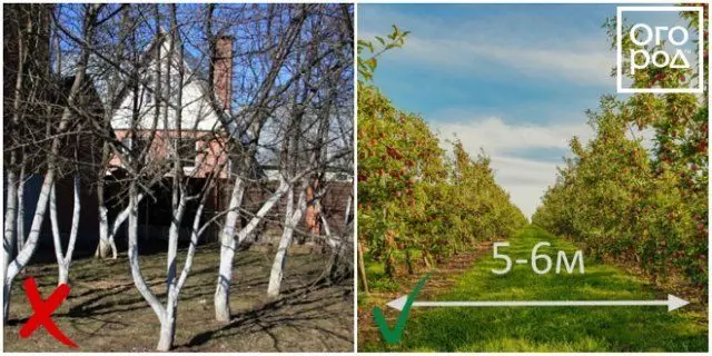 Distance between fruit trees