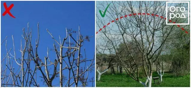 Formation of pear and apple crown