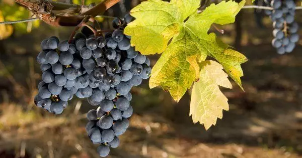 Rezen sekrè Harvest segondè